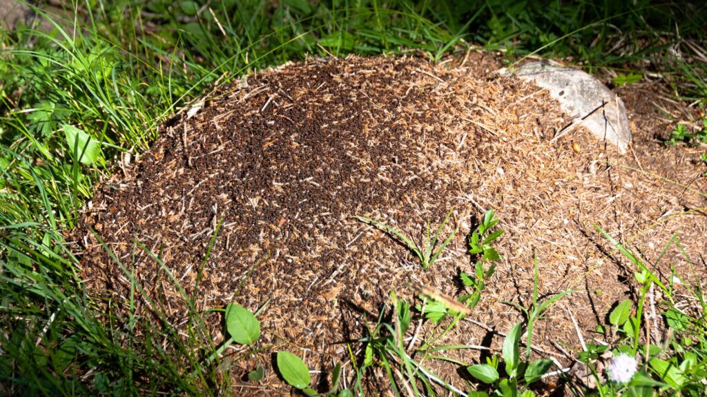 Le formiche: un superorganismo complesso che fa bene al bosco ...